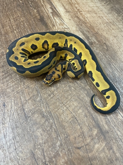 YB Leopard Clown Ball Python by Primal Scales LLC