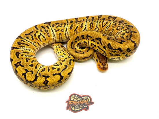 Fire Pinstripe Crypton (Spotnose, YB) Ball Python by Primal Scales LLC