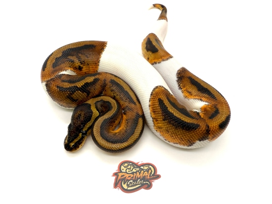 Piebald Het Clown 66% Het Desert Ghost Ball Python by Primal Scales LLC