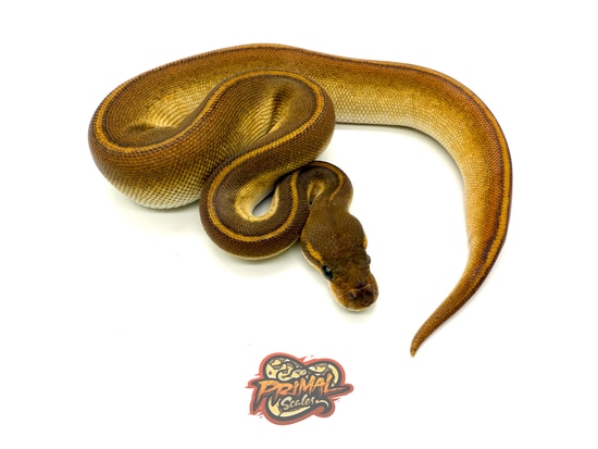 Hypo Super Black Head Genetic Stripe (Enchi)(Red Gene) Het Clown Ball ...