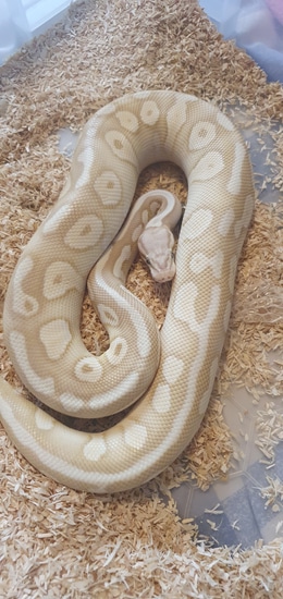 Banana Butter Pastel Het Clown Ball Python by Northwest Royals