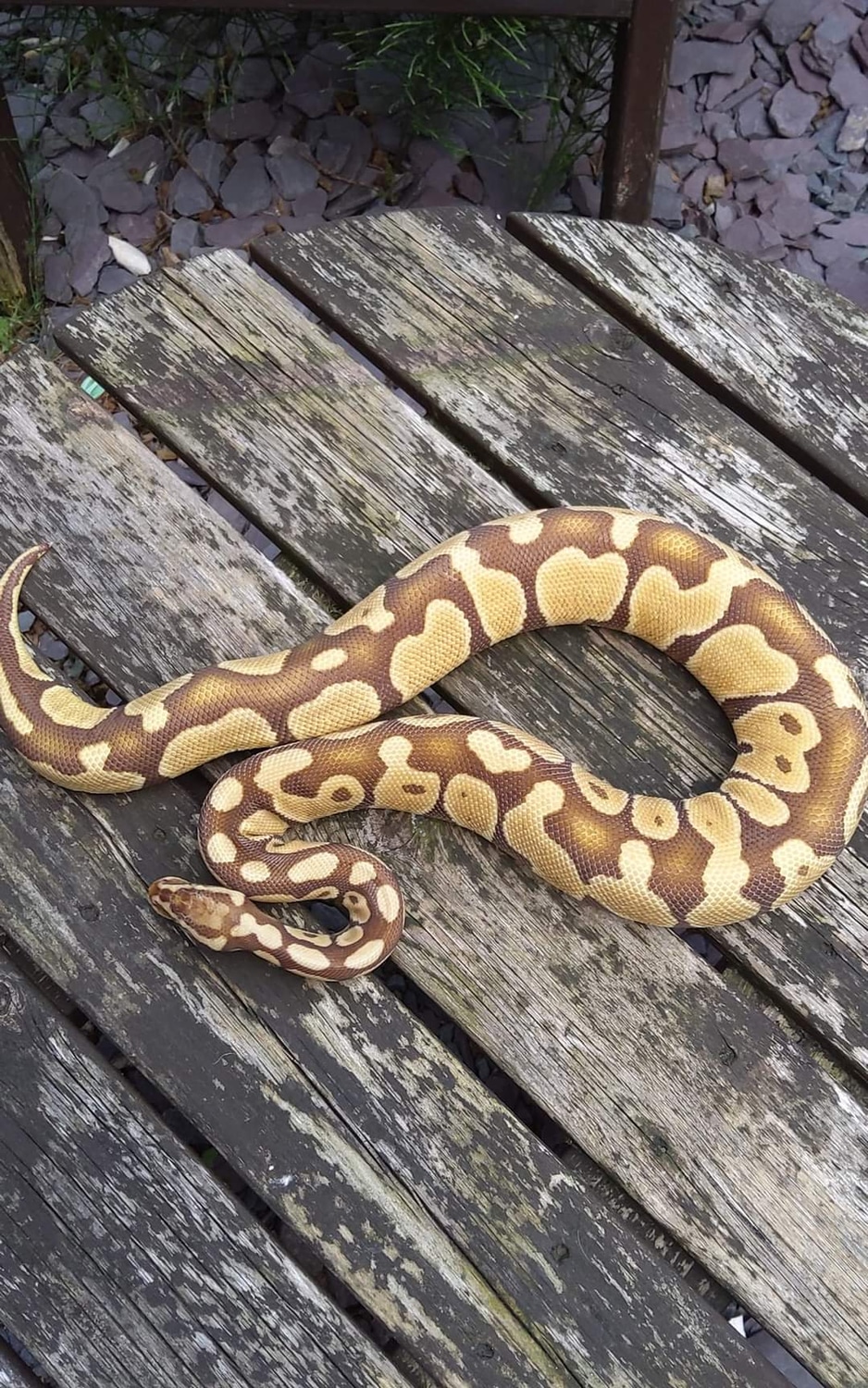 Pastel Monarch Poss Het Cryptic X Enchi Het Monarch Breeding Pair Ball Python by Northwest ...