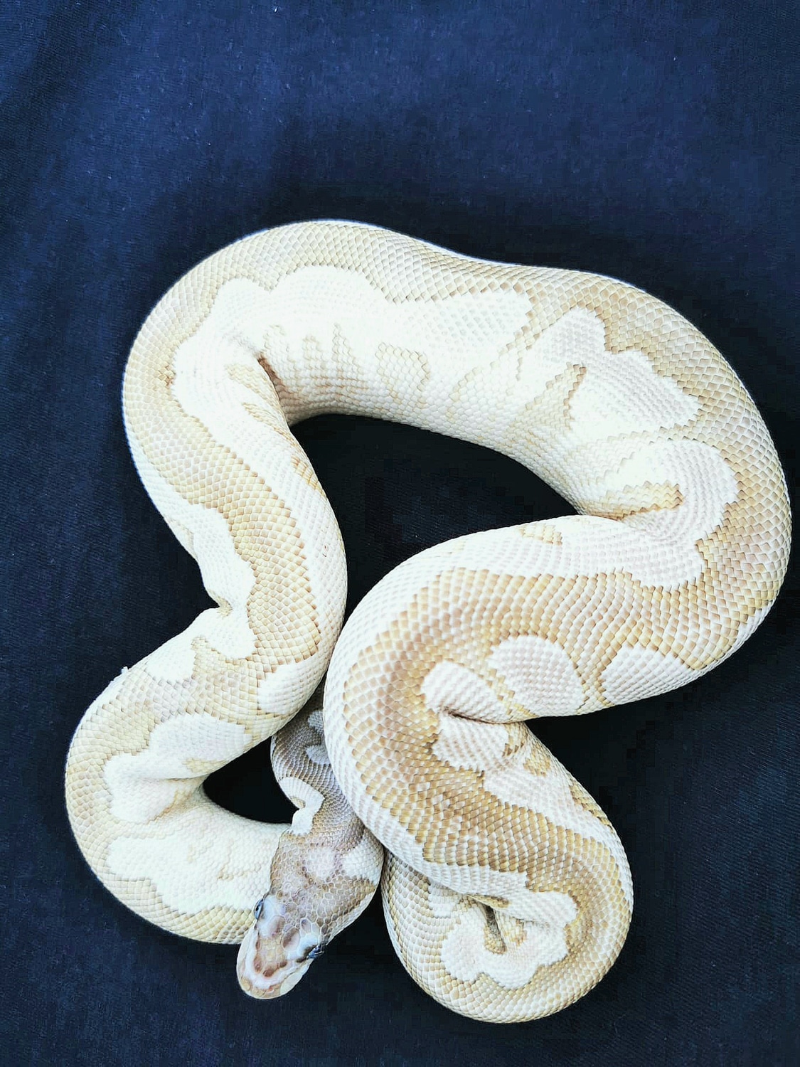 Lesser Axanthic Vpi Yellow Belly Clown Ball Python by Northwest Royals ...