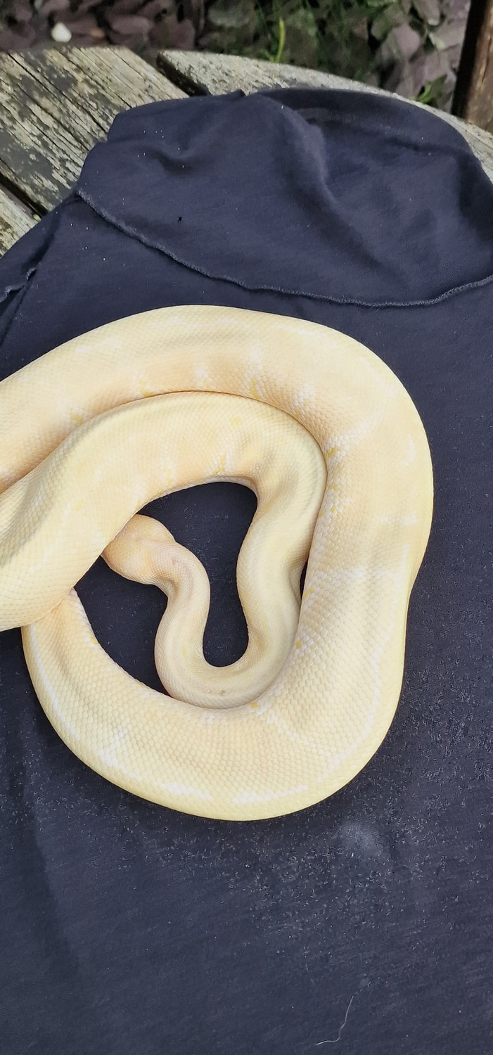 Albino Pinstripe Ball Python by Northwest Royals - MorphMarket