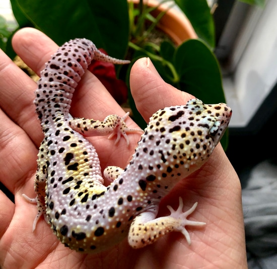 (Dalmatian) Super Snow Enigma - F005 Leopard Gecko by Kensington Geckos