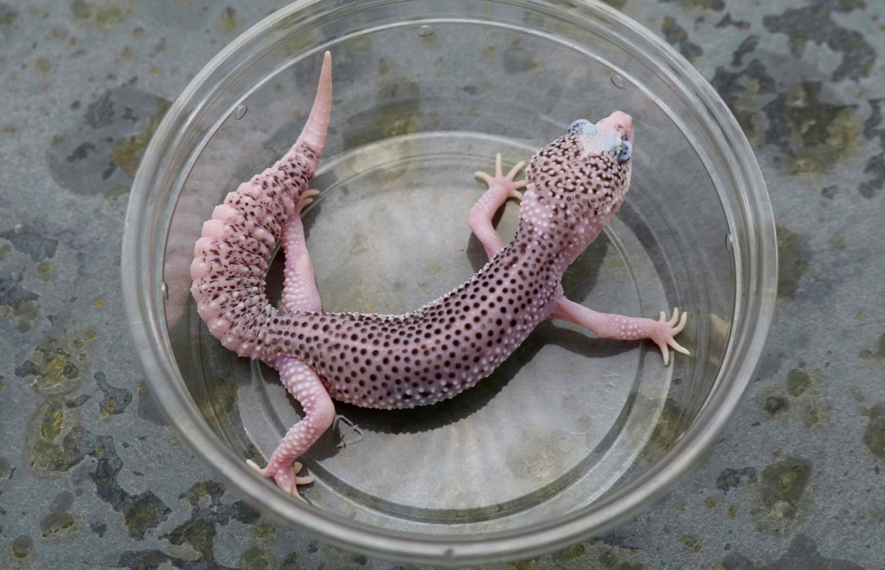 TSF Pied Galaxy Hyper Xanthic Leopard Gecko by Kensington Geckos ...