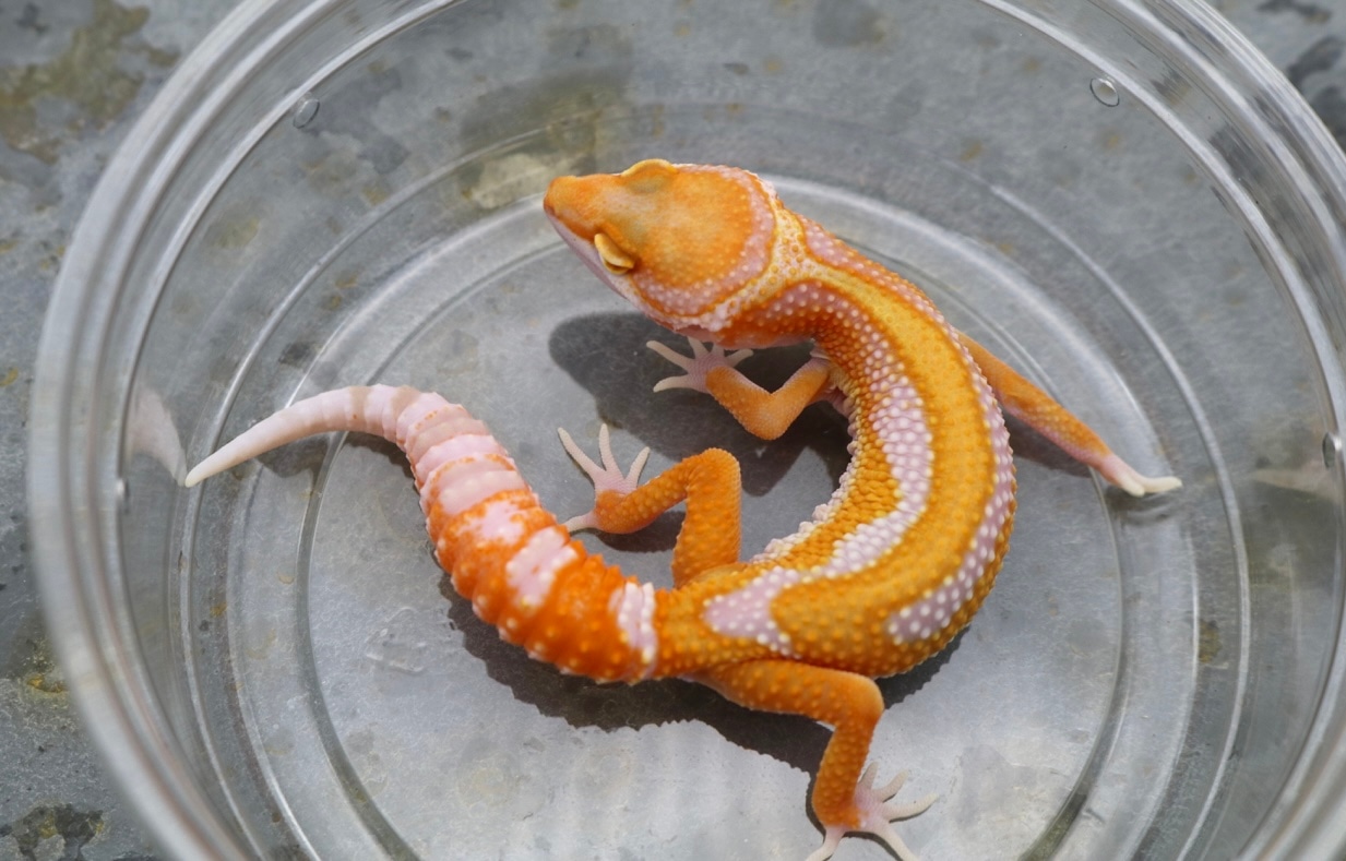 Red Diamond Leopard Gecko by Kensington Geckos - MorphMarket