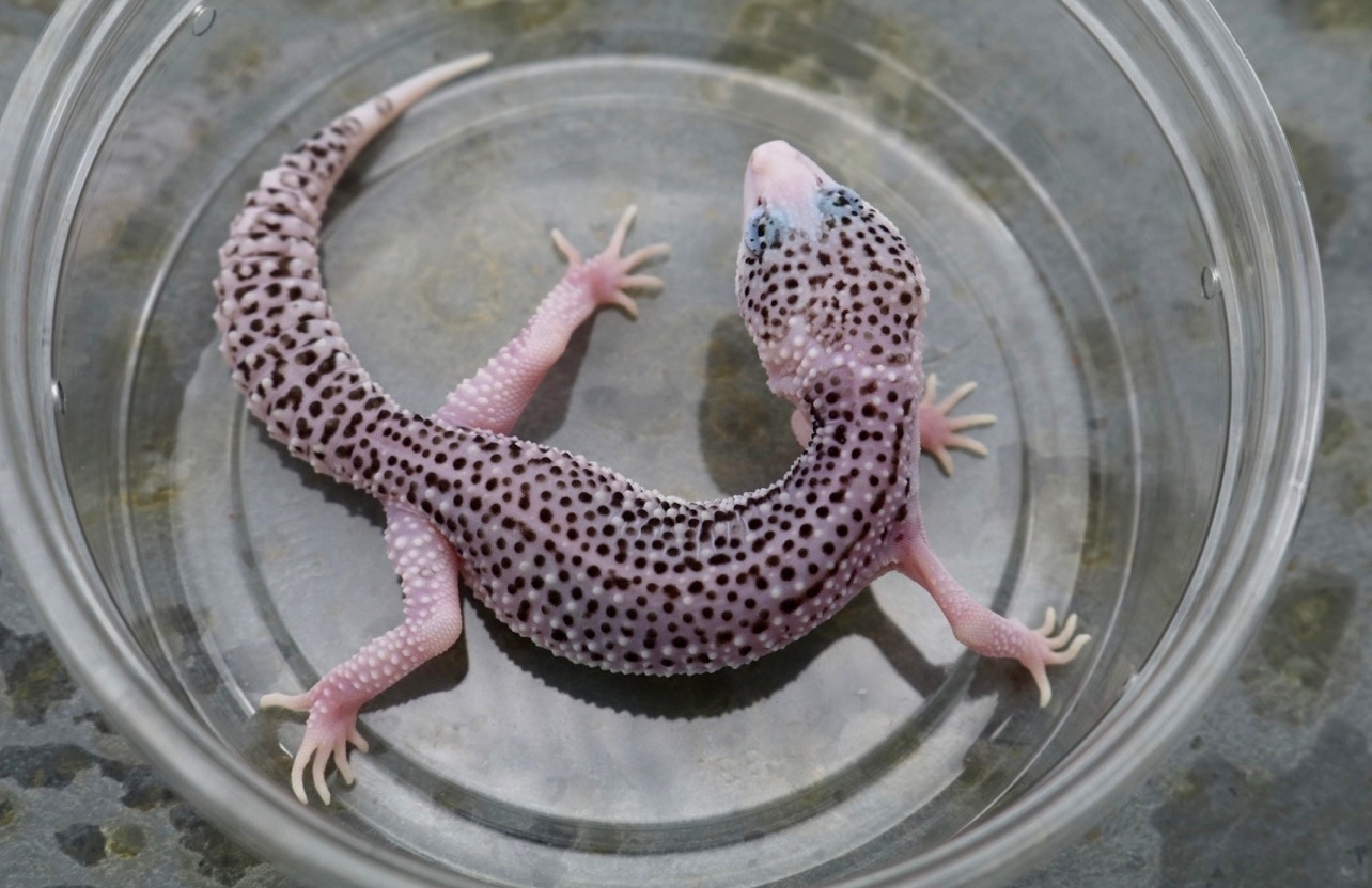 TSF Pied Galaxy Leopard Gecko by Kensington Geckos - MorphMarket
