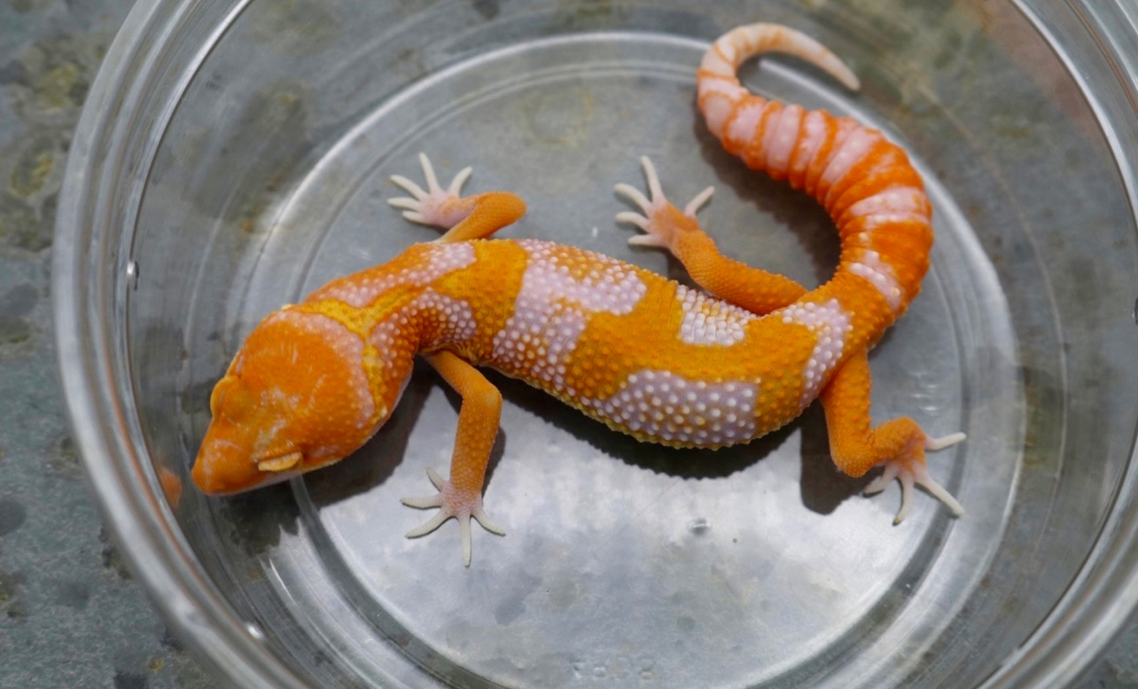 Red Diamond Leopard Gecko by Kensington Geckos - MorphMarket