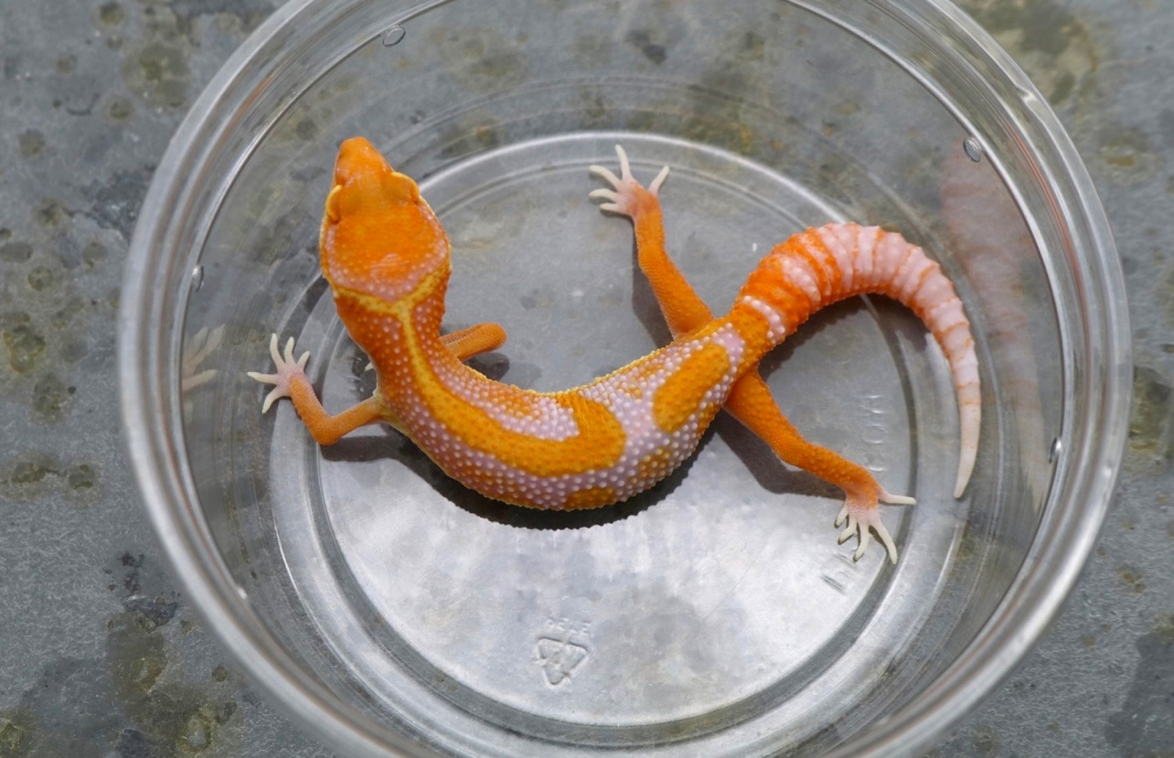 Red Diamond Leopard Gecko by Kensington Geckos - MorphMarket