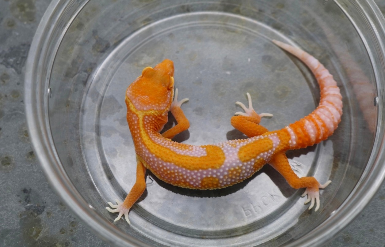 Red Diamond Leopard Gecko by Kensington Geckos - MorphMarket