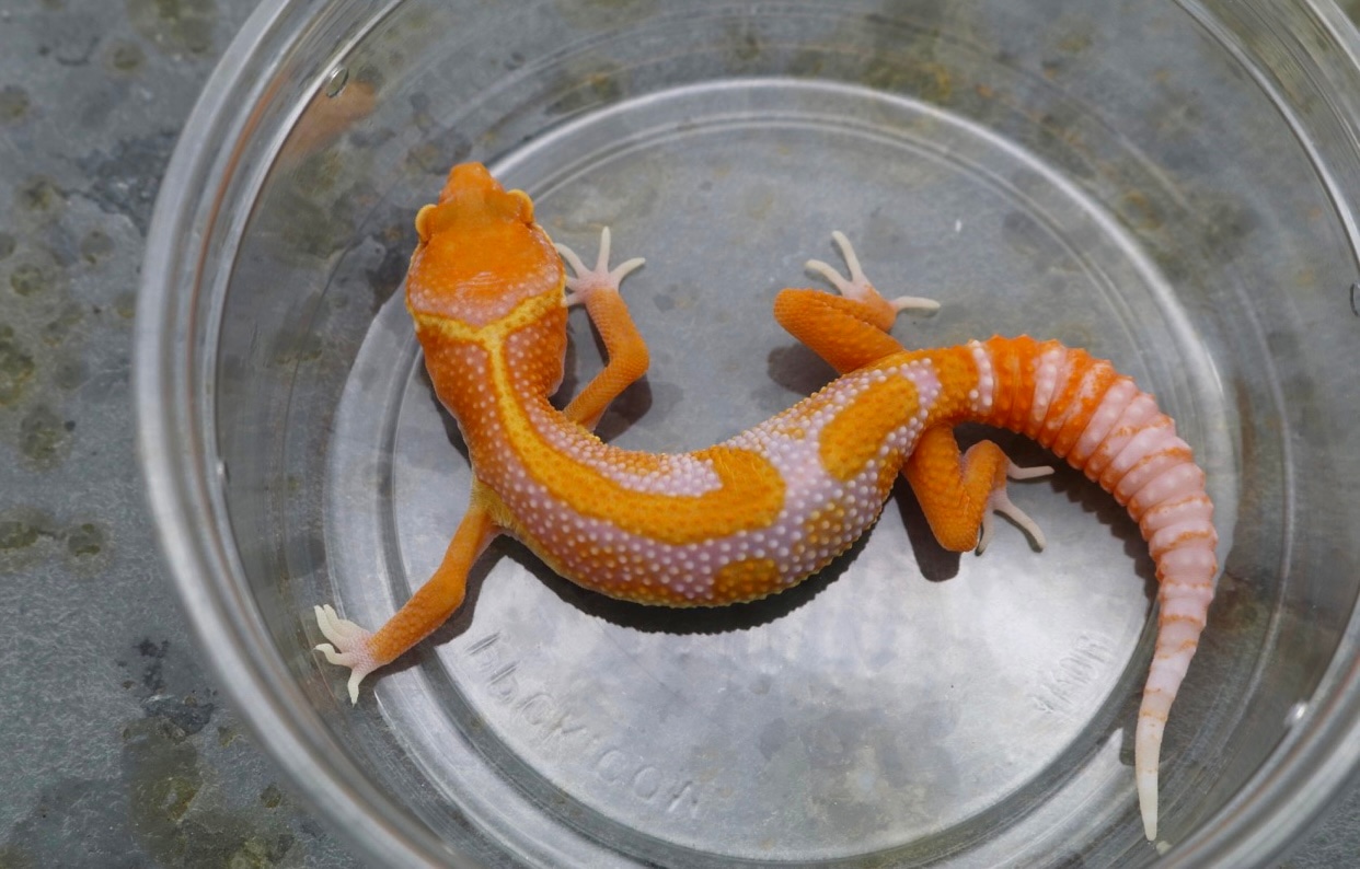 Red Diamond Leopard Gecko by Kensington Geckos - MorphMarket