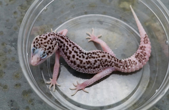 Pied Galaxy Leopard Gecko by Kensington Geckos