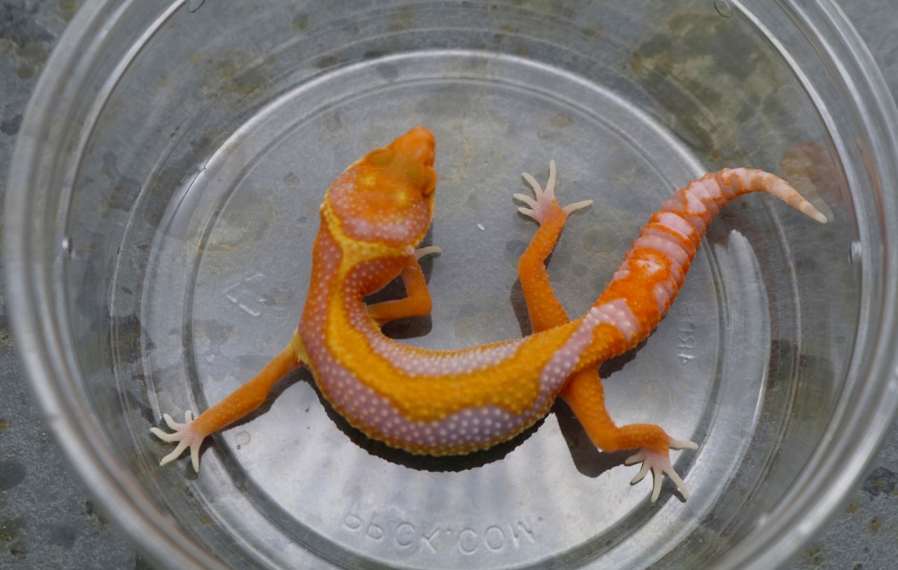 Red Diamond Leopard Gecko by Kensington Geckos - MorphMarket