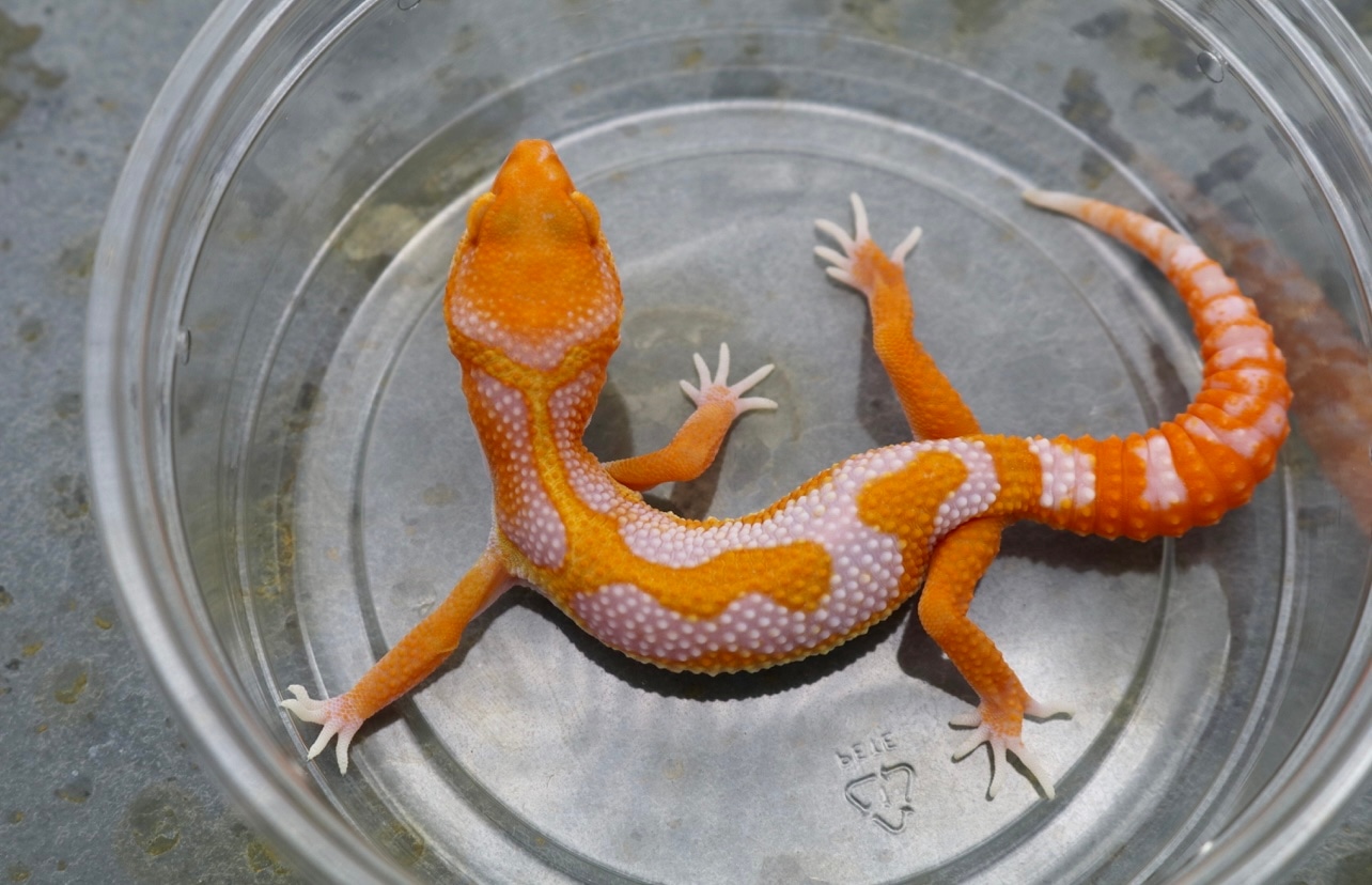 TSM Red Diamond Leopard Gecko by Kensington Geckos - MorphMarket
