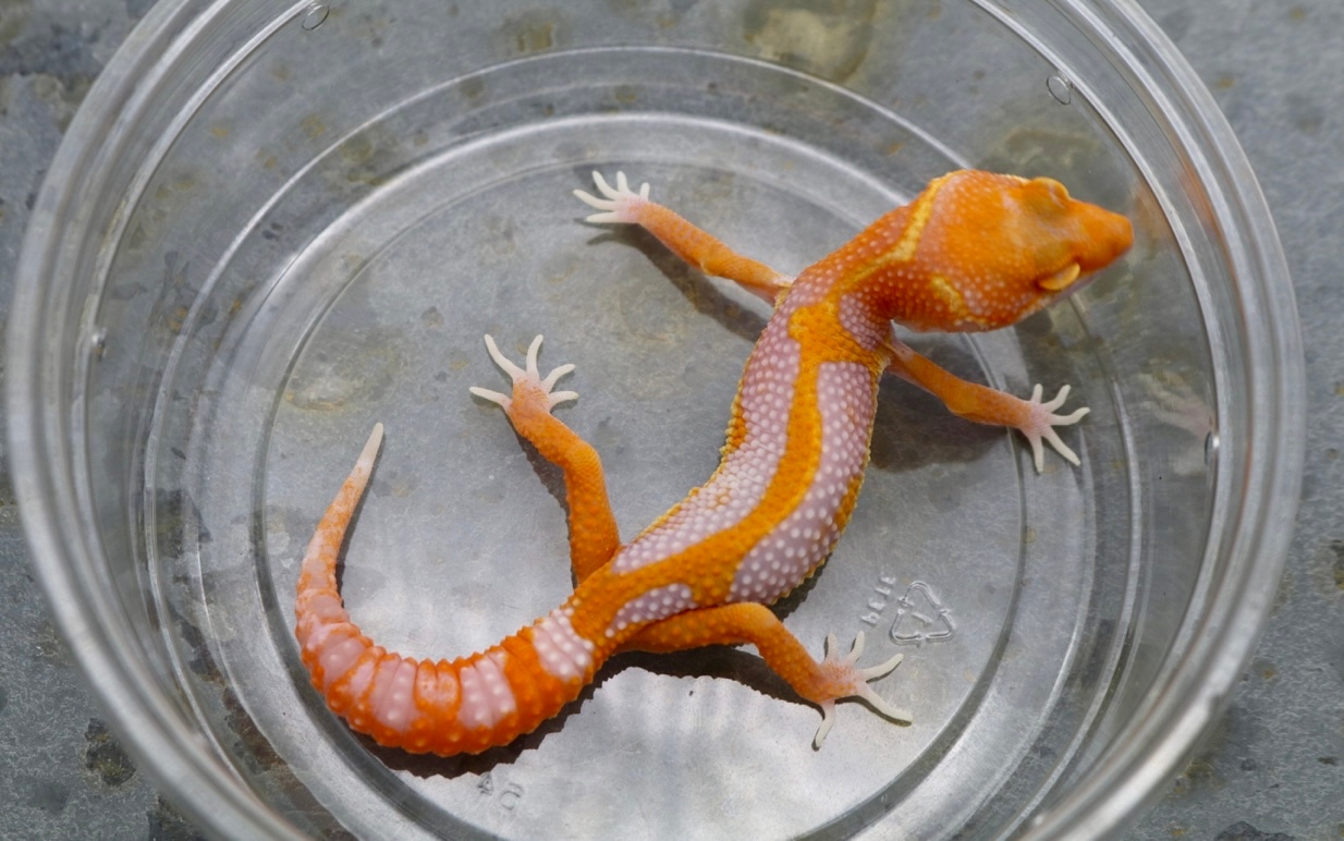 TSM Red Diamond Leopard Gecko by Kensington Geckos - MorphMarket