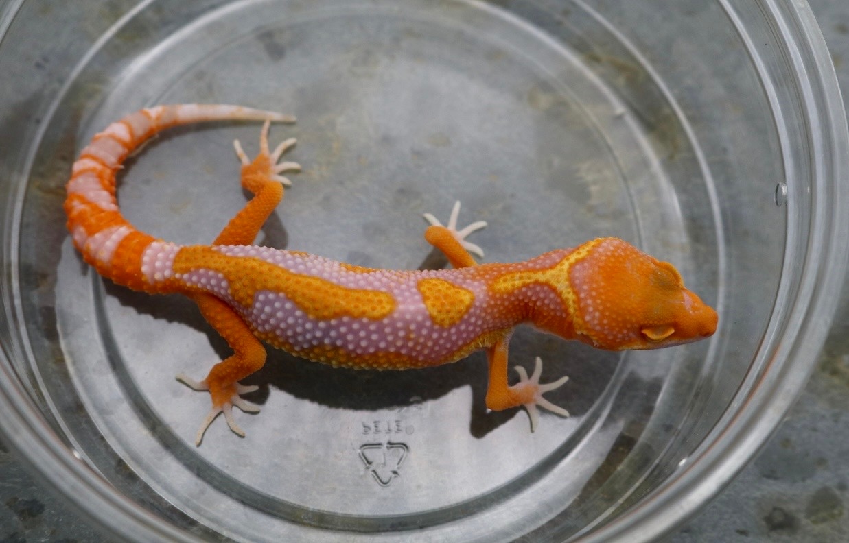 TSM Red Diamond Leopard Gecko by Kensington Geckos - MorphMarket