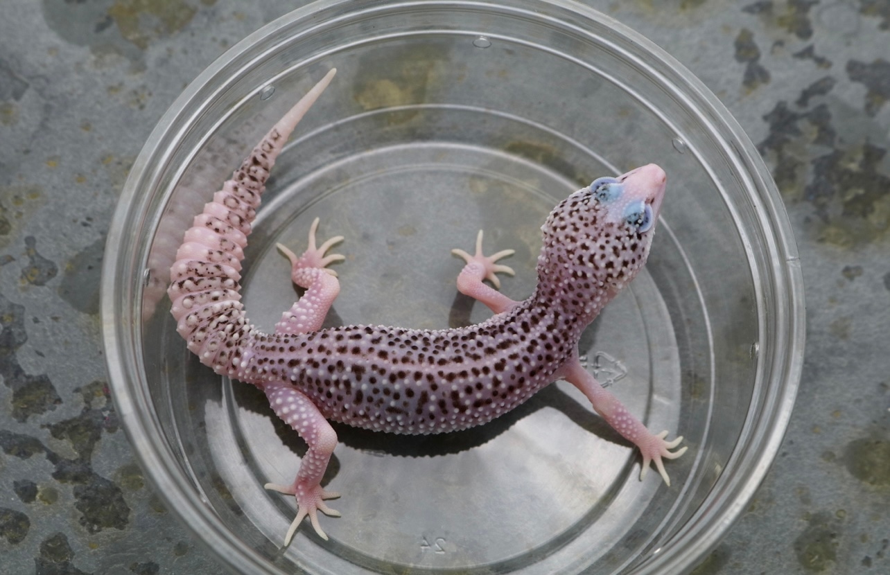 Pied Galaxy Leopard Gecko by Kensington Geckos - MorphMarket