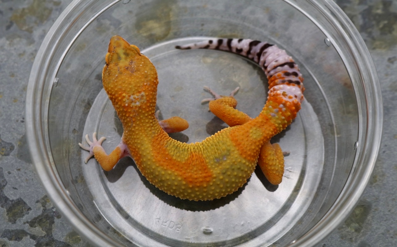 Clown OG Blood Pacific Green Leopard Gecko by Kensington Geckos ...