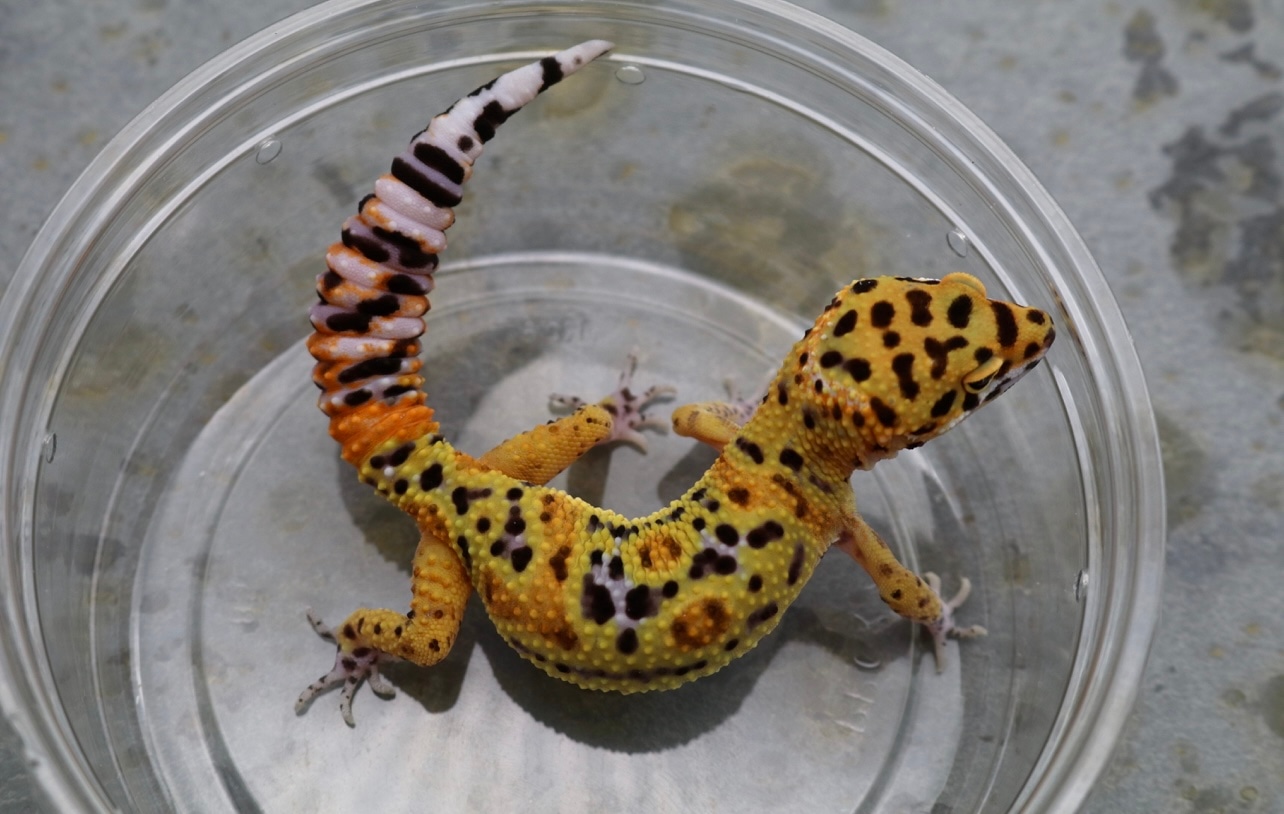 Clown Leopard Gecko by Kensington Geckos - MorphMarket