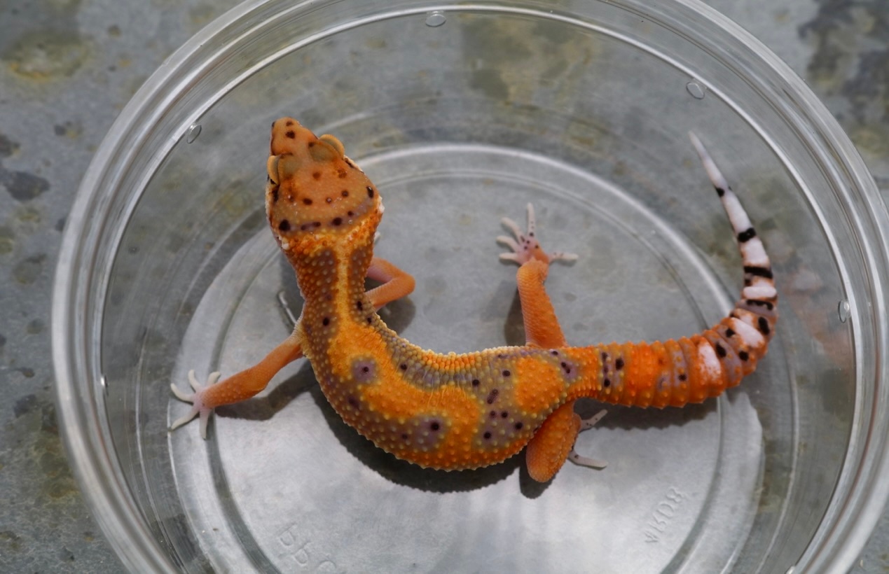 Clown Red Diamond Cross Leopard Gecko by Kensington Geckos - MorphMarket