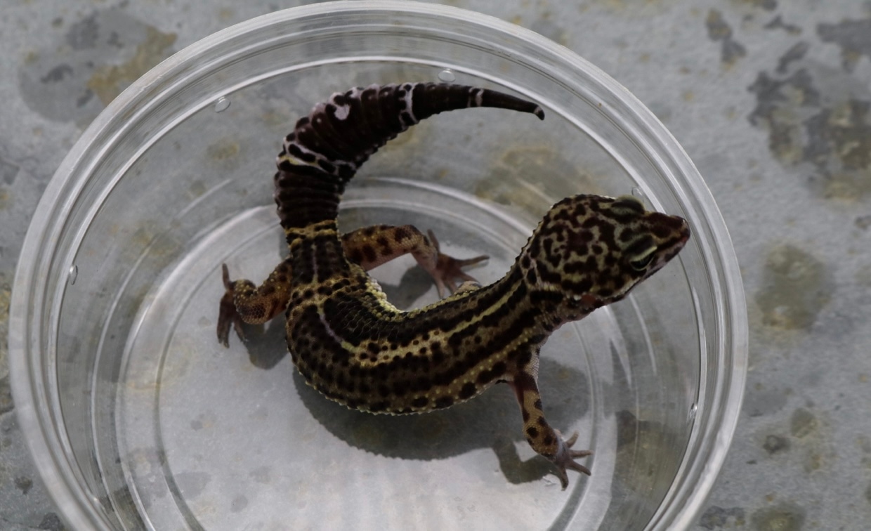 Black Night Leopard Gecko by Kensington Geckos - MorphMarket