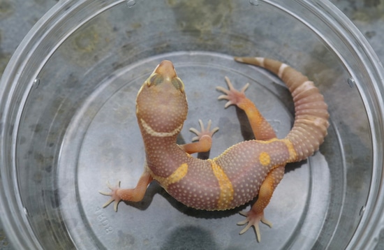 Red Diamond Black Night Cross Leopard Gecko by Kensington Geckos