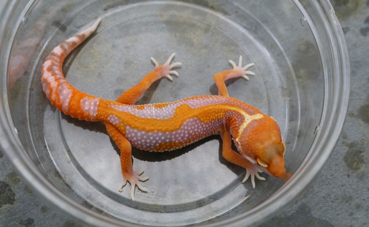 Red Diamond Leopard Gecko by Kensington Geckos - MorphMarket