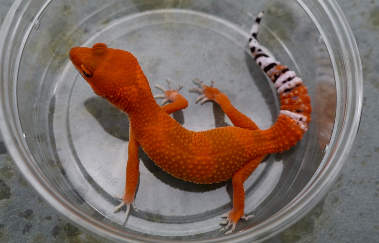 Mandarin Blood Inferno Leopard Gecko by Kensington Geckos - MorphMarket