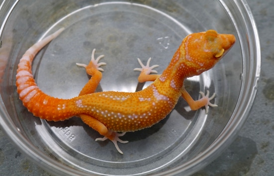 Red Diamond Leopard Gecko by Kensington Geckos