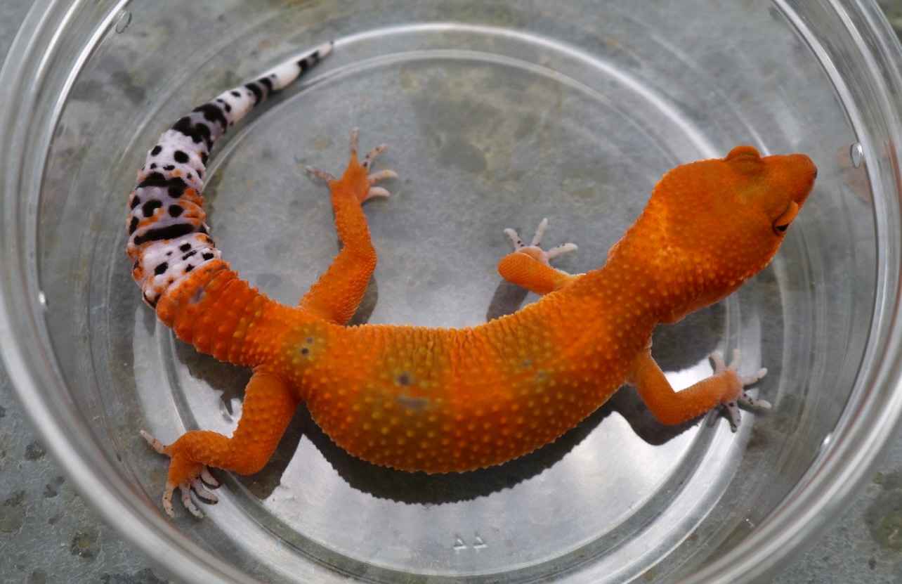 Mandarin Blood Inferno Leopard Gecko by Kensington Geckos - MorphMarket