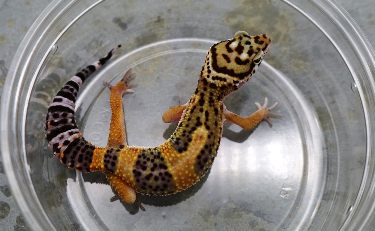 Red Diamond Black Night Cross Leopard Gecko by Kensington Geckos ...