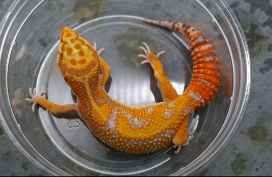 Red Diamond Leopard Gecko by Kensington Geckos