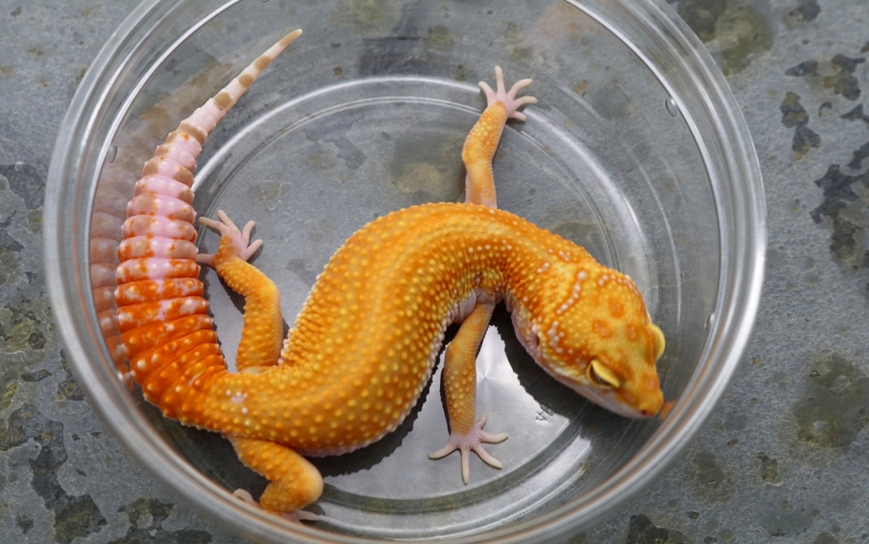 Red Diamond Leopard Gecko by Kensington Geckos - MorphMarket