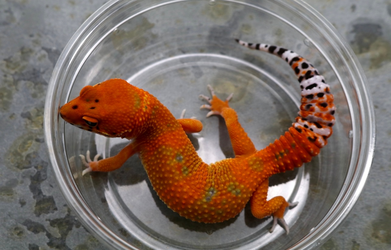 Mandarin Blood Inferno Leopard Gecko by Kensington Geckos - MorphMarket