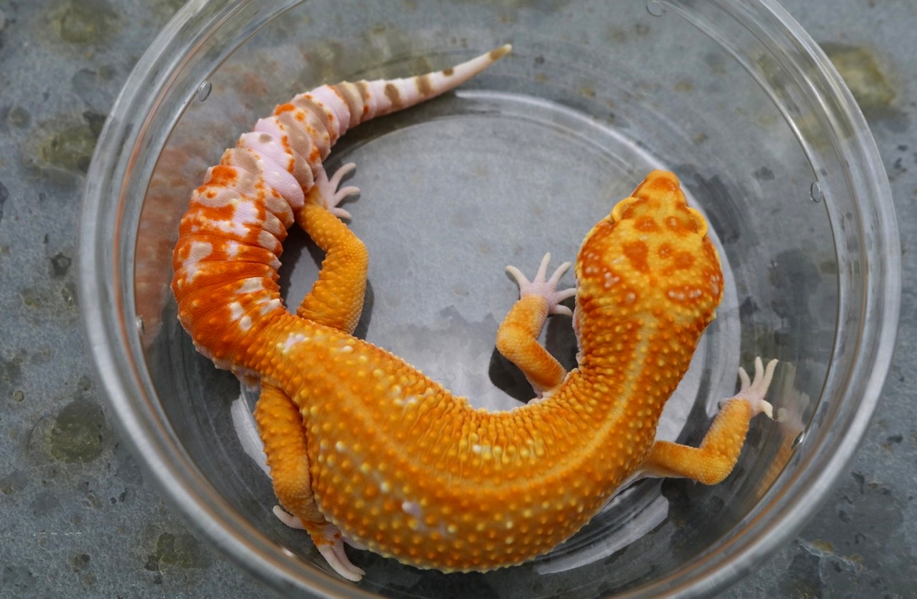Red Diamond Leopard Gecko by Kensington Geckos - MorphMarket