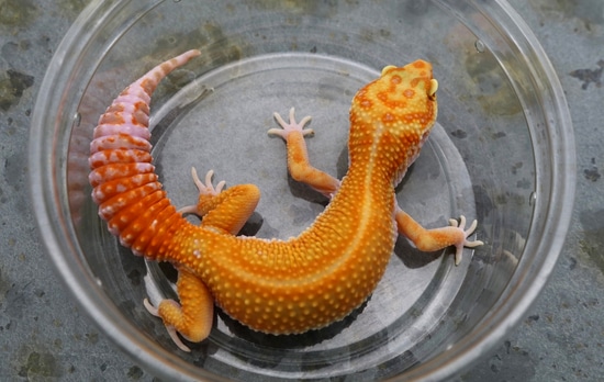 Red Diamond Leopard Gecko by Kensington Geckos