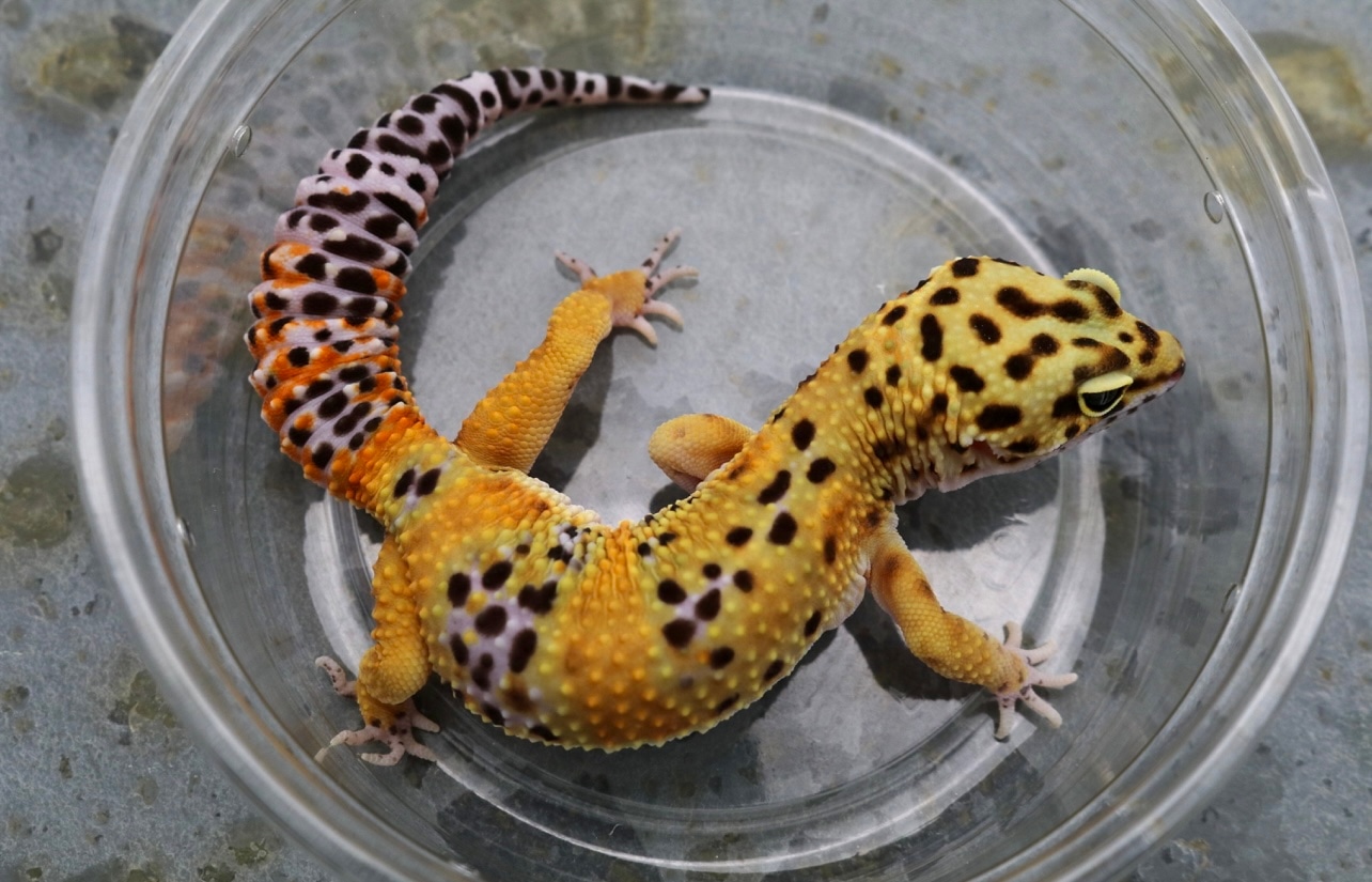 Red Diamond Black Night Cross Leopard Gecko by Kensington Geckos ...