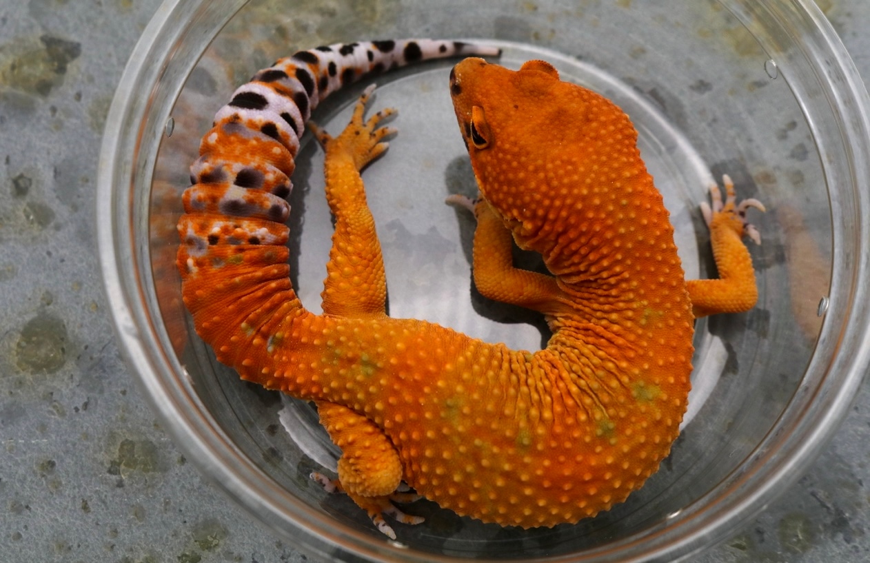 Mandarin OG Blood Pacific Green Leopard Gecko by Kensington Geckos ...