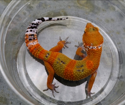 Clown Blood Pacific Green Leopard Gecko by Kensington Geckos - MorphMarket