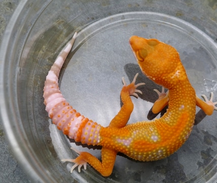 Clown Blood Pacific Green Leopard Gecko by Kensington Geckos - MorphMarket