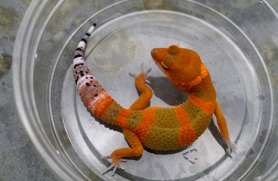 Clown Blood Pacific Green Leopard Gecko by Kensington Geckos