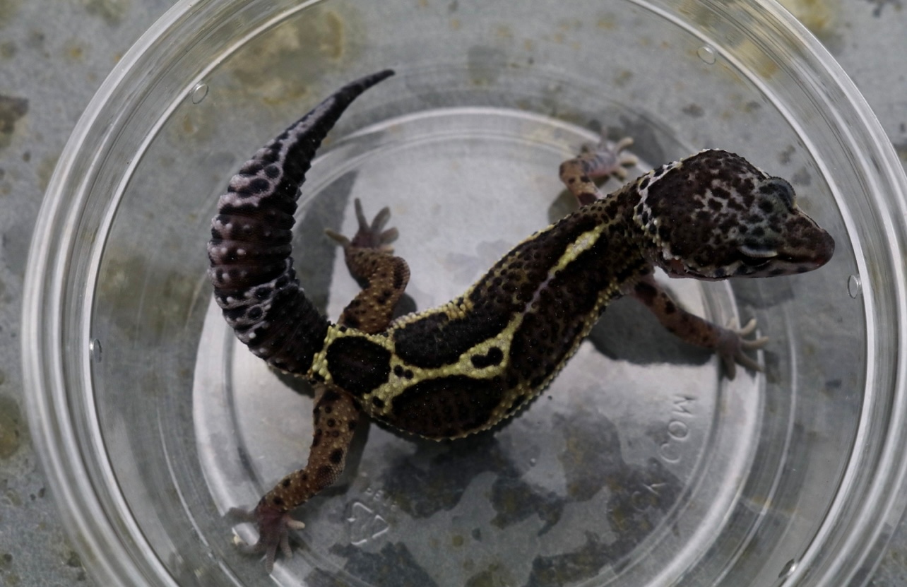 Black Night Snow Hyper Xanthic Leopard Gecko by Kensington Geckos ...