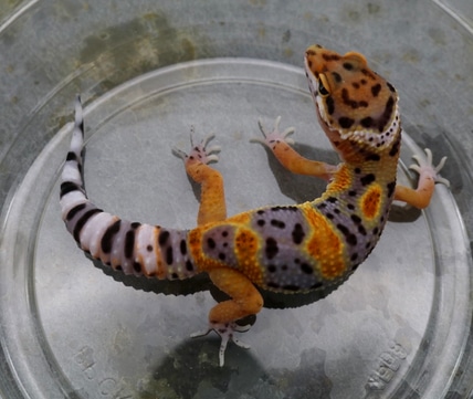Mandarin Inferno Blood Pacific Green Leopard Gecko by Kensington Geckos ...