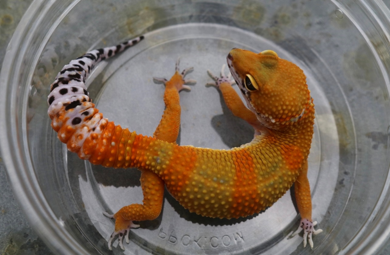 Clown Blood Pacific Green Leopard Gecko by Kensington Geckos - MorphMarket