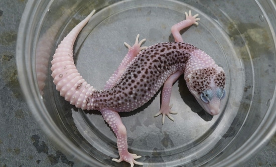 Pied Galaxy Leopard Gecko by Kensington Geckos