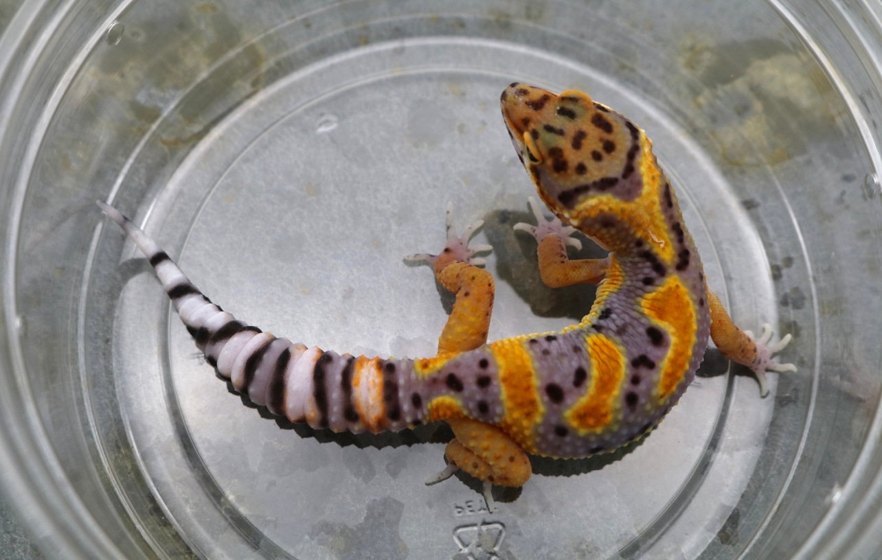 Clown Leopard Gecko by Kensington Geckos - MorphMarket