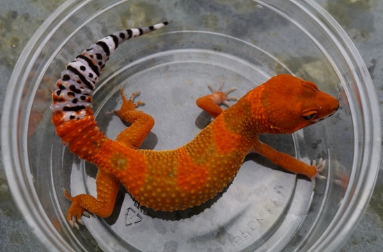 Mandarin Inferno Blood Pacific Green Leopard Gecko by Kensington Geckos