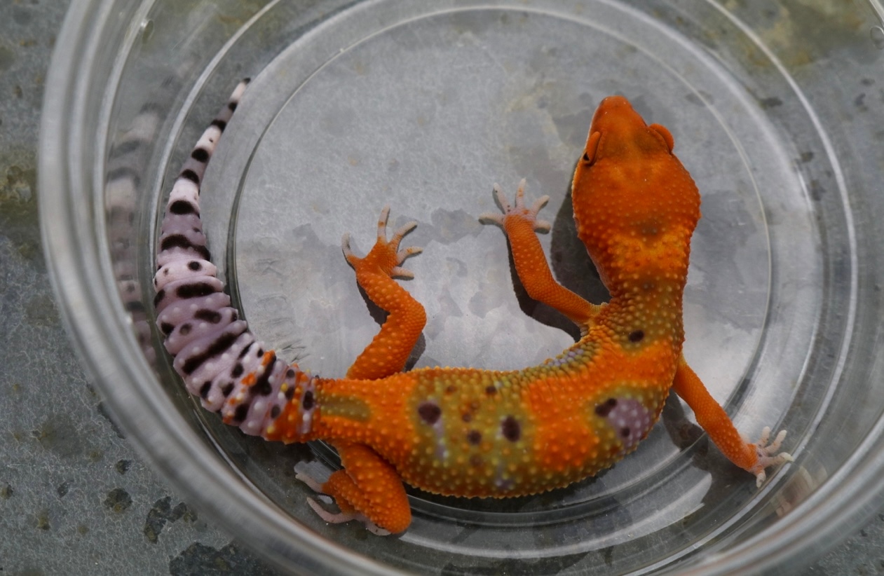 Blood Pacific Green Clown Cross Leopard Gecko by Kensington Geckos ...