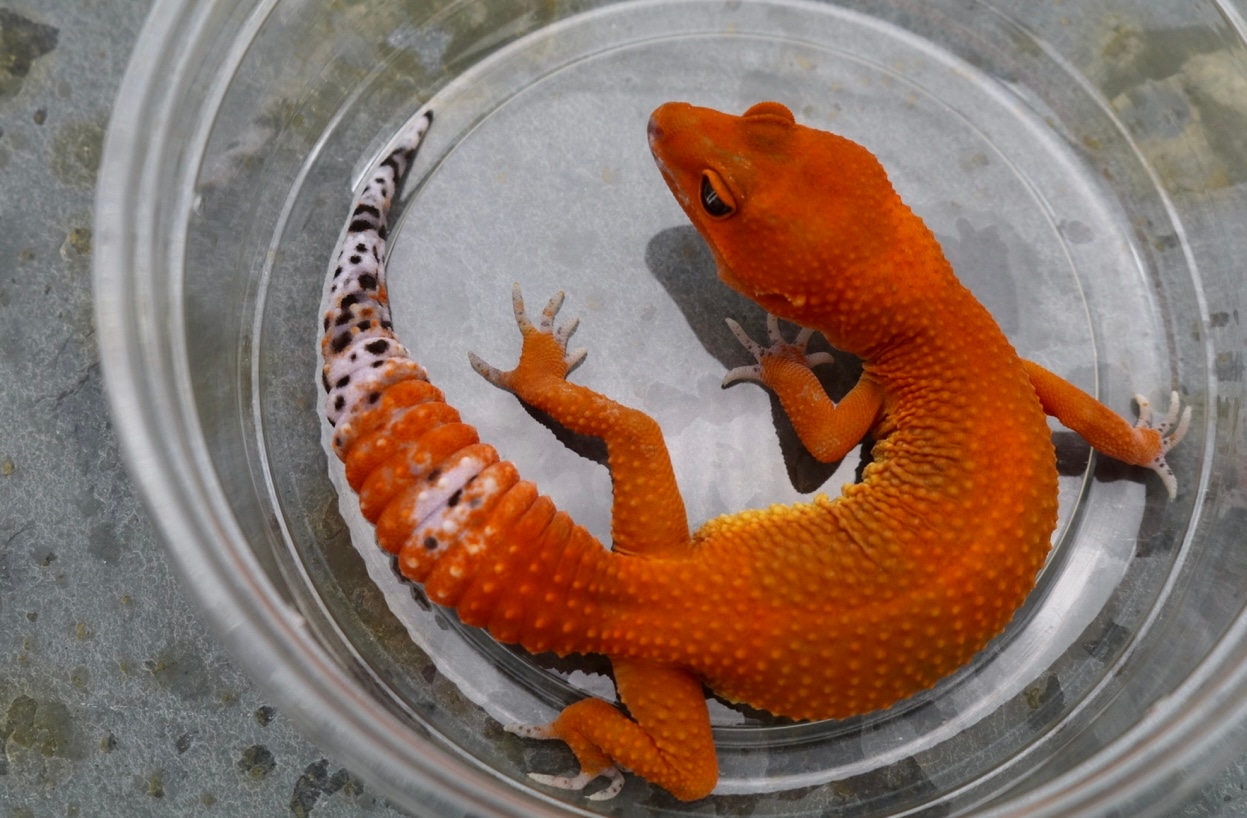Mandarin Inferno Blood Pacific Green Leopard Gecko by Kensington Geckos ...